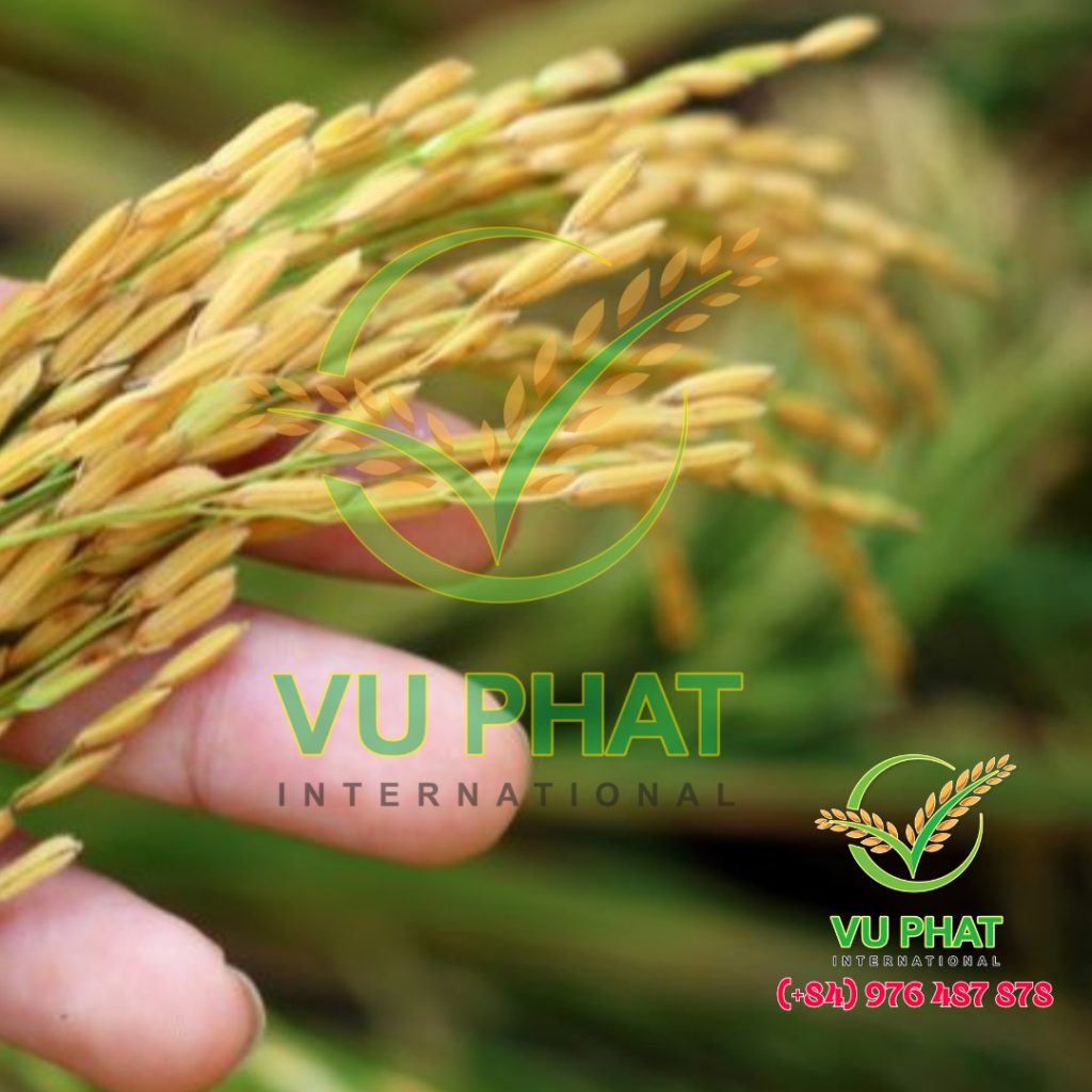 Vietnam Long grain white rice OM5451